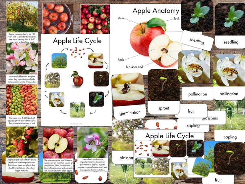 Apple Printables - Apple Fact Cards - Apple Anatomy Poster - Apple Life ...