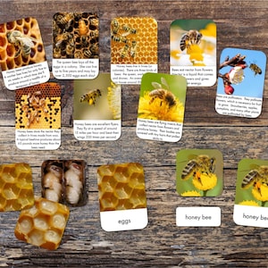 Honey Bee Printables - Honey Bee Fact Cards - Honey Bee Anatomy Poster ...