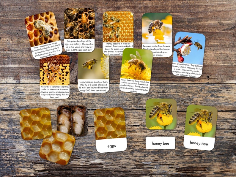Honey Bee Printables - Honey Bee Fact Cards - Honey Bee Anatomy Poster ...