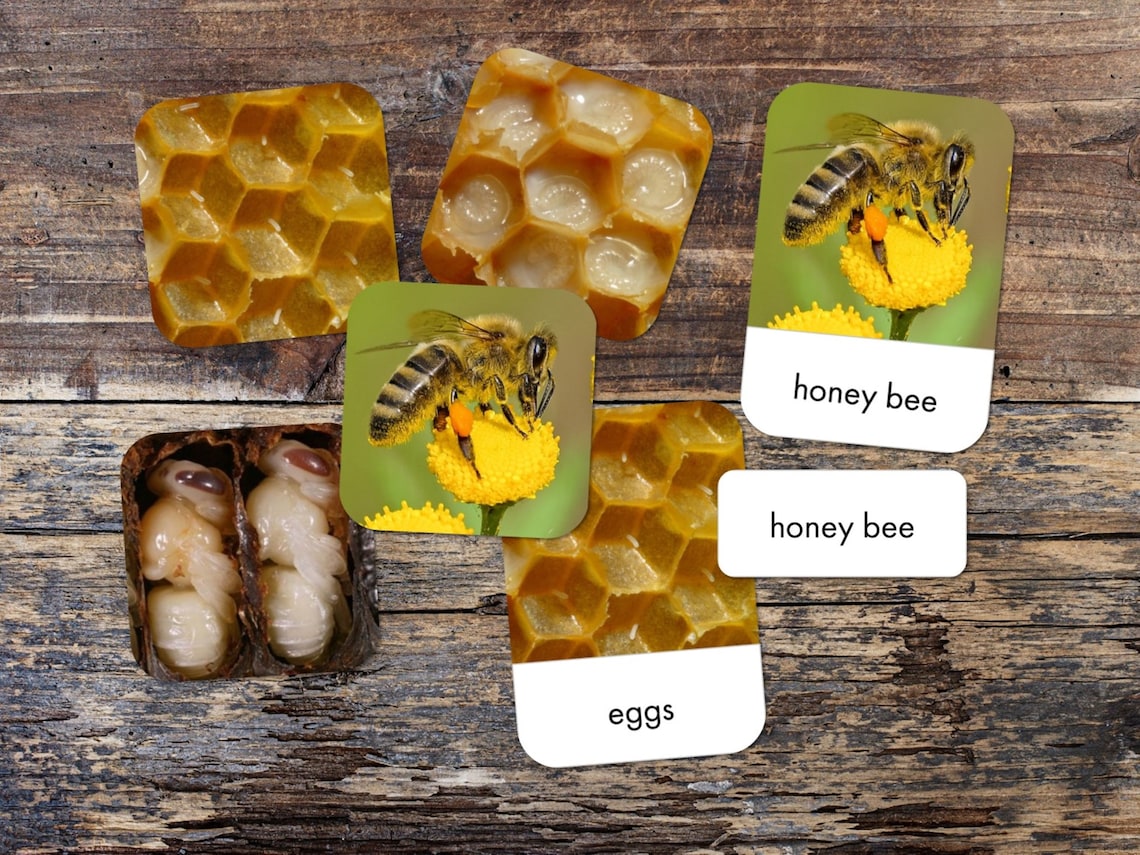 Honey Bee Printables - Honey Bee Fact Cards - Honey Bee Anatomy Poster ...