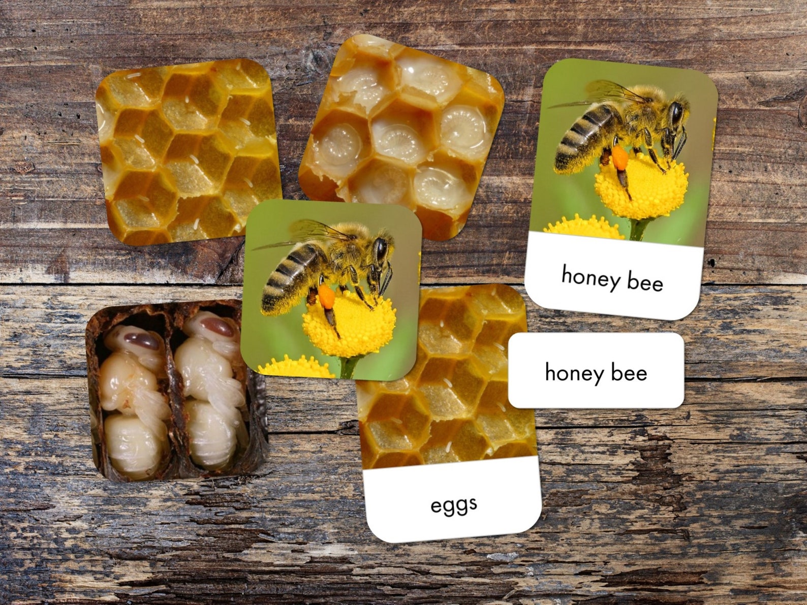 Honey Bee Printables - Honey Bee Fact Cards - Honey Bee Anatomy Poster ...