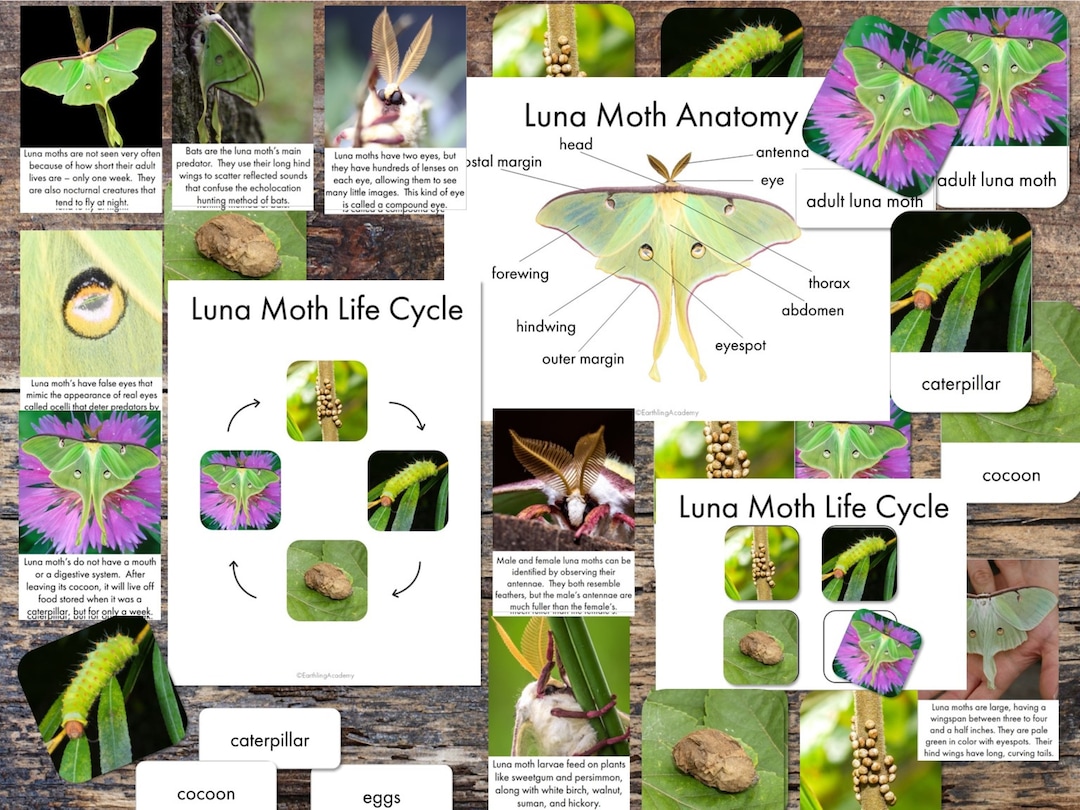 Luna Moth Printables - Luna Moth Fact Cards - Luna Moth Anatomy Poster ...