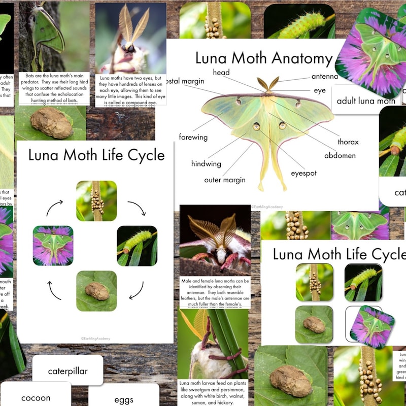 Moth Cycle Life - Etsy