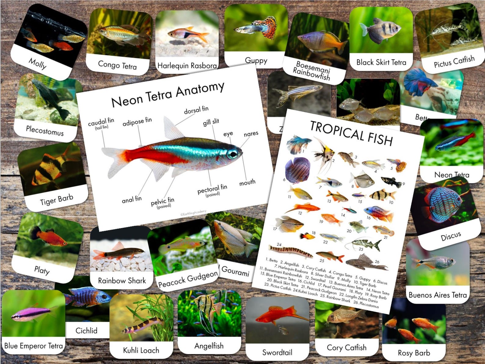 Tropical Fish Printables - Tropical Fish Identification - Anatomy and ...