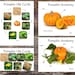 Pumpkin Printables - Pumpkin Fact Cards - Pumpkin Anatomy Posters ...