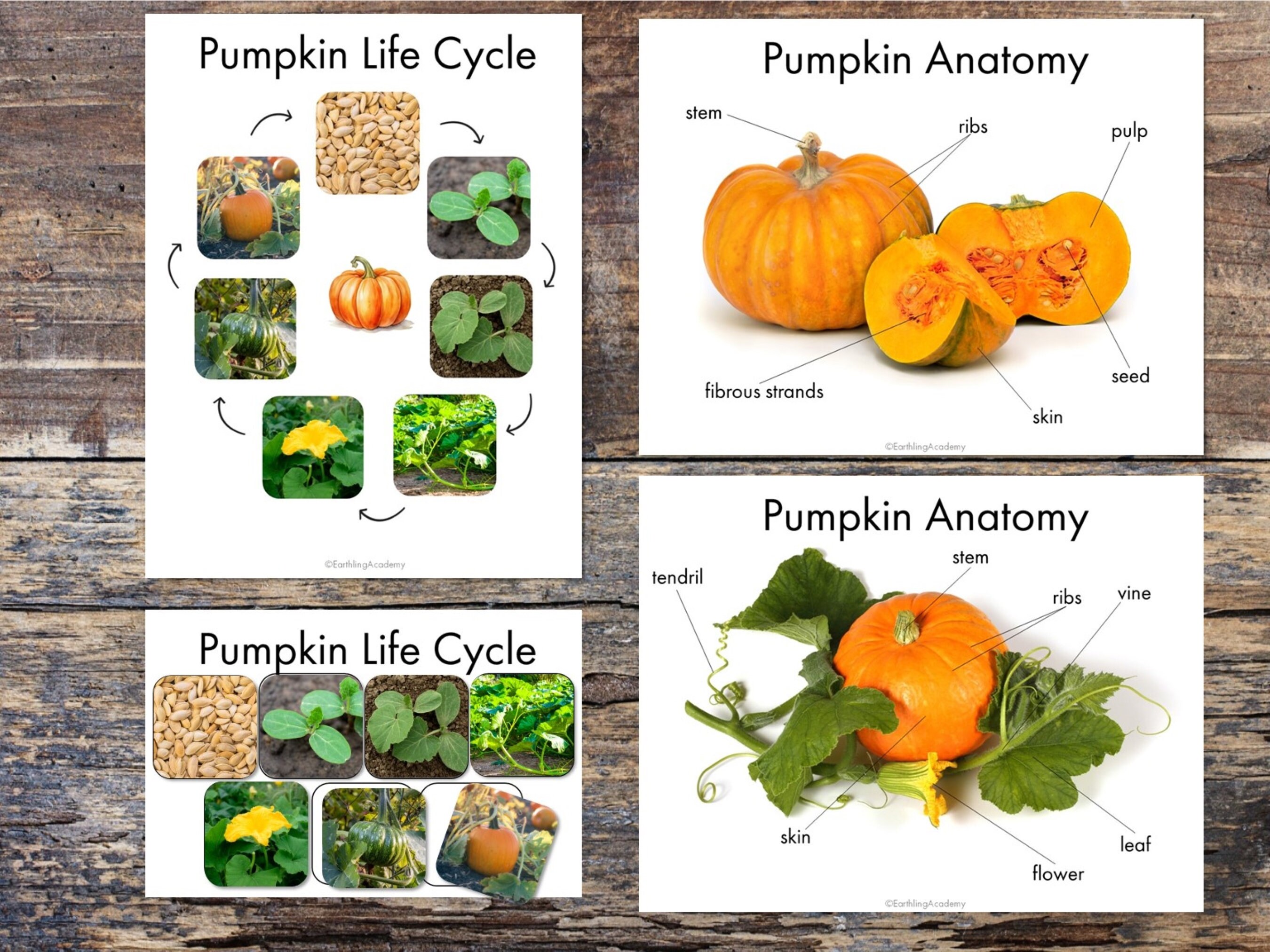 Pumpkin Printables - Pumpkin Fact Cards - Pumpkin Anatomy Posters ...