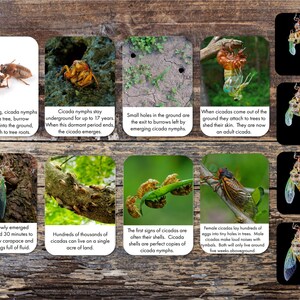 Cicada Printables - Cicada Insect Fact Cards - Cicada Anatomy Poster ...