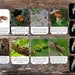 Cicada Printables - Cicada Insect Fact Cards - Cicada Anatomy Poster ...