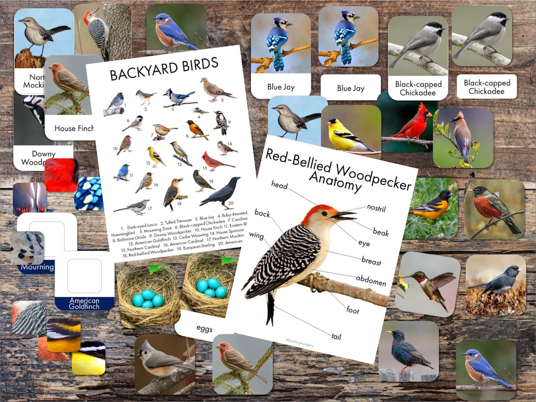 Backyard Bird Printables - Bird Identification - 3 Part Cards - Anatomy ...