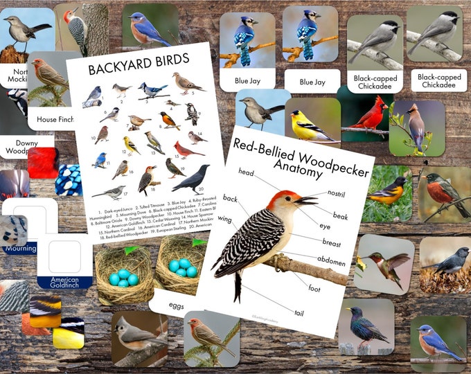 Backyard Bird Printables - Bird Identification - 3 Part Cards - Anatomy ...