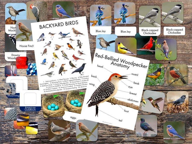 Backyard Bird Printables - Bird Identification - 3 Part Cards - Anatomy ...
