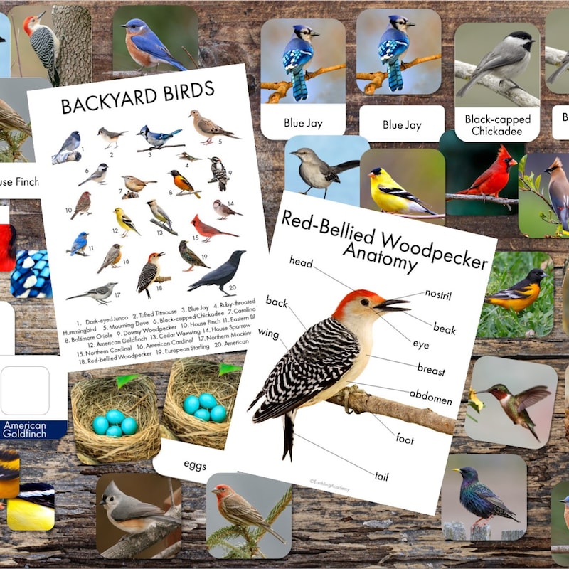 Native Bird - Etsy