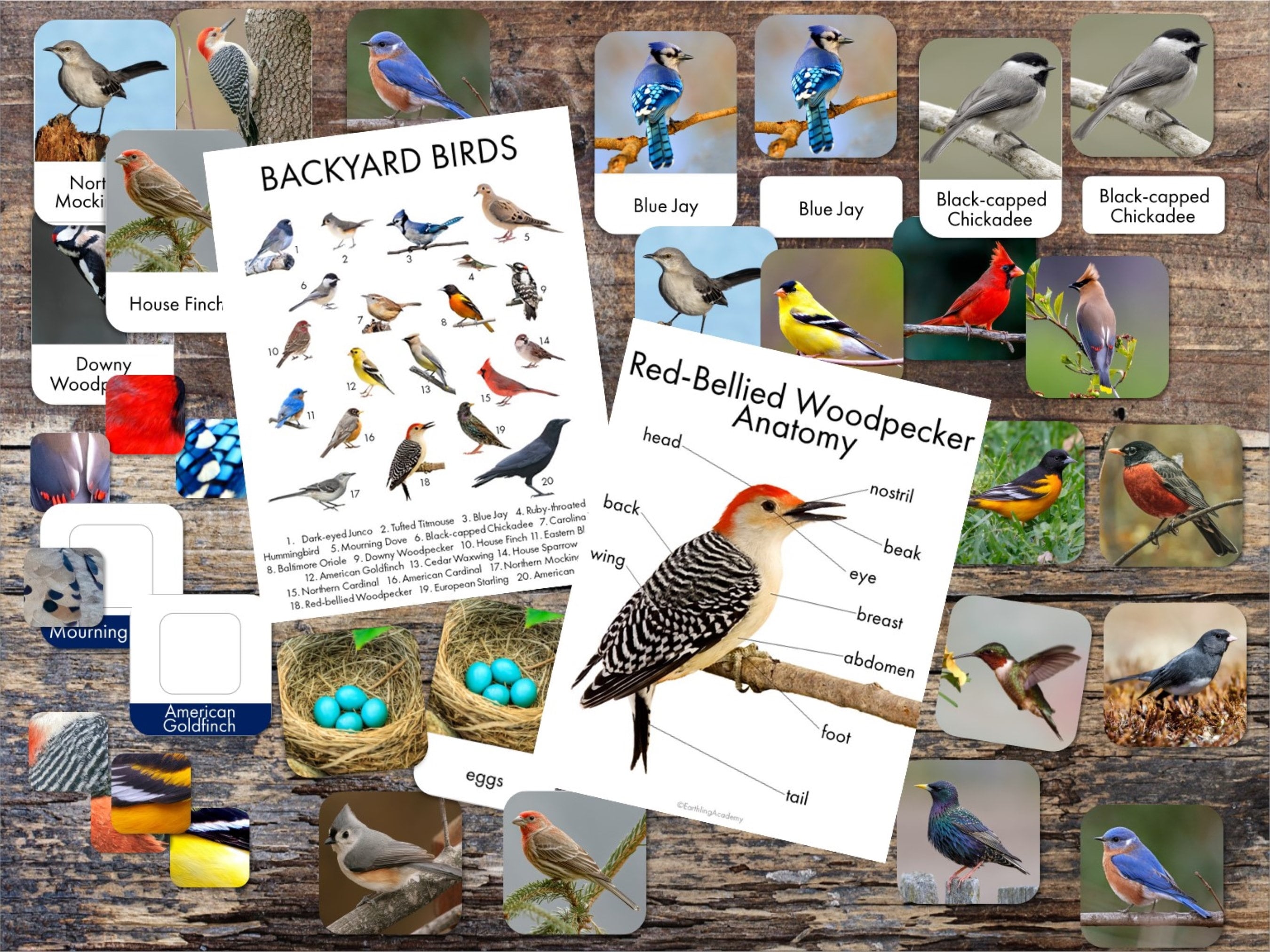 Backyard Bird Printables - Bird Identification - 3 Part Cards - Anatomy ...