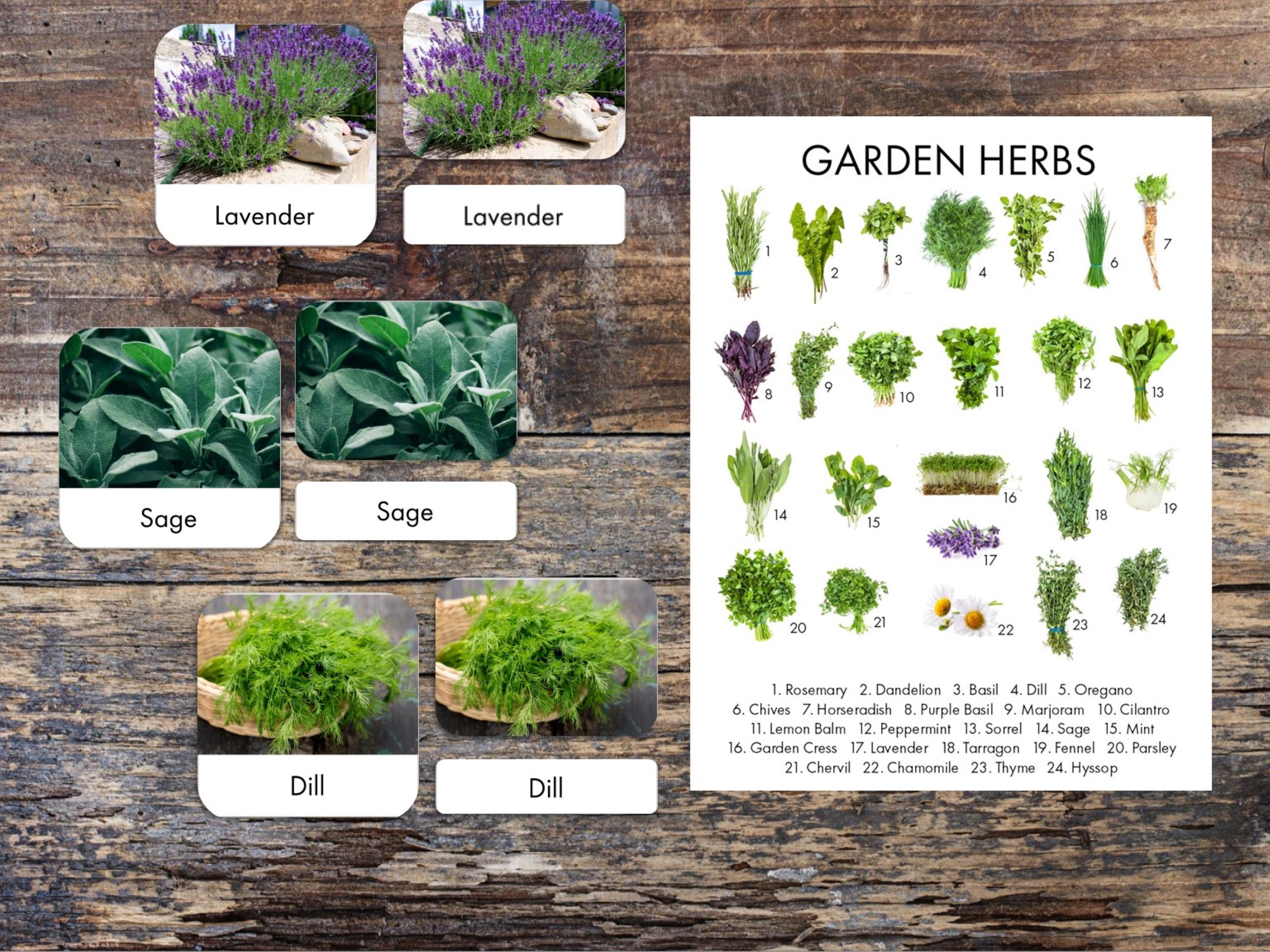 Garden Herb Printables - Garden Herb Identification Cards - Garden Herb ...