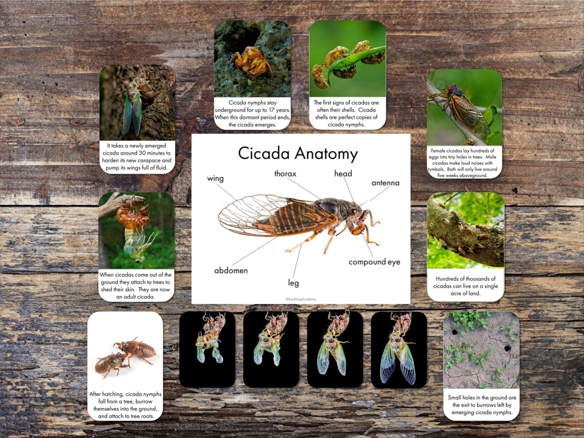 Cicada Printables - Cicada Insect Fact Cards - Cicada Anatomy Poster ...