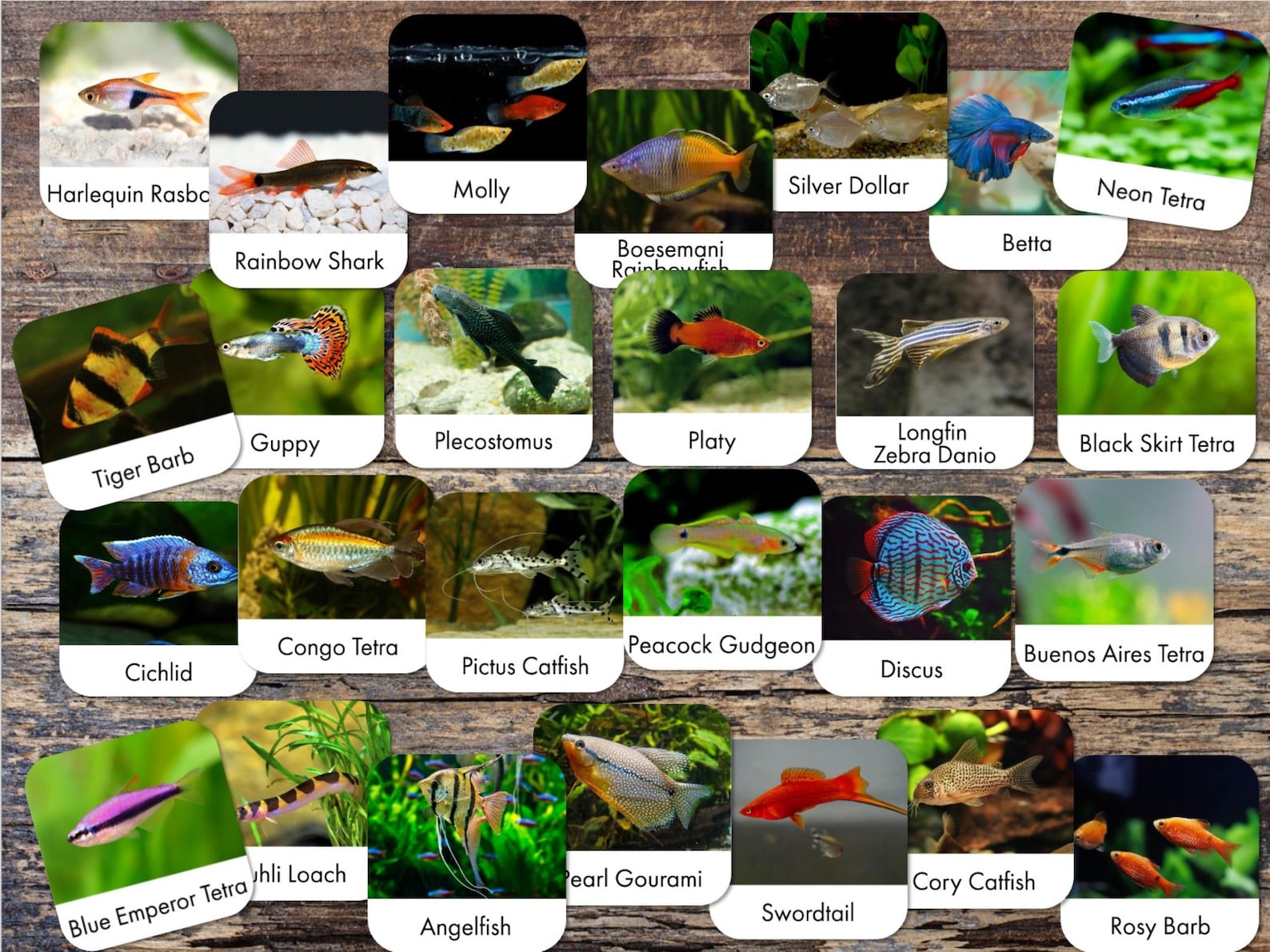 Tropical Fish Printables - Tropical Fish Identification - Anatomy and ...