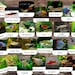 Tropical Fish Printables - Tropical Fish Identification - Anatomy and ...