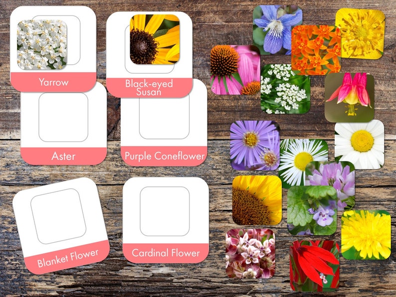 Wildflower Printables Wildflower Identification 3 Part Cards Parts of ...
