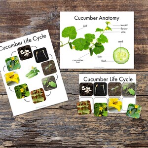 Cucumber Printables - Cucumber Fact Cards - Cucumber Anatomy Poster ...