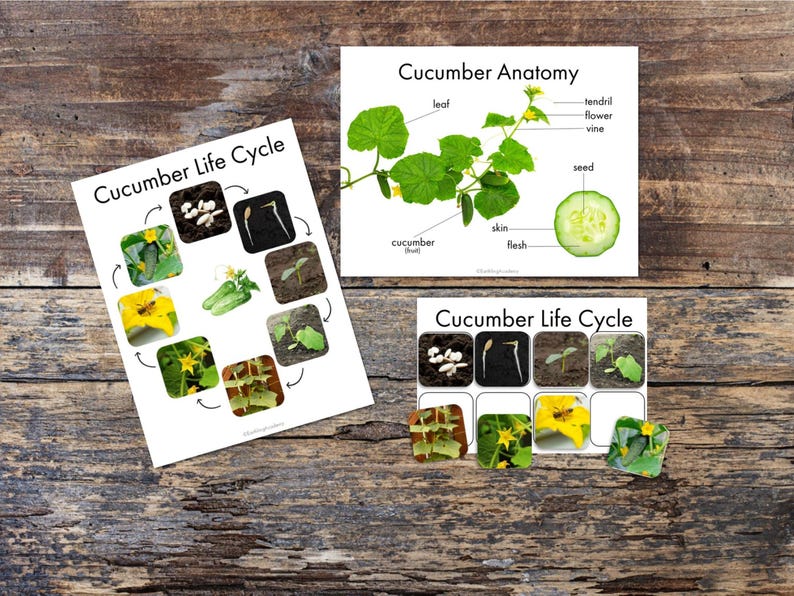 Cucumber Printables - Cucumber Fact Cards - Cucumber Anatomy Poster ...