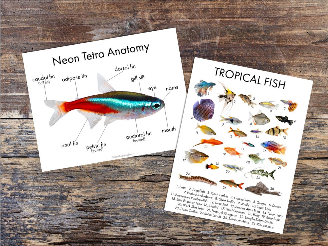 Tropical Fish Printables - Tropical Fish Identification - Anatomy and ...