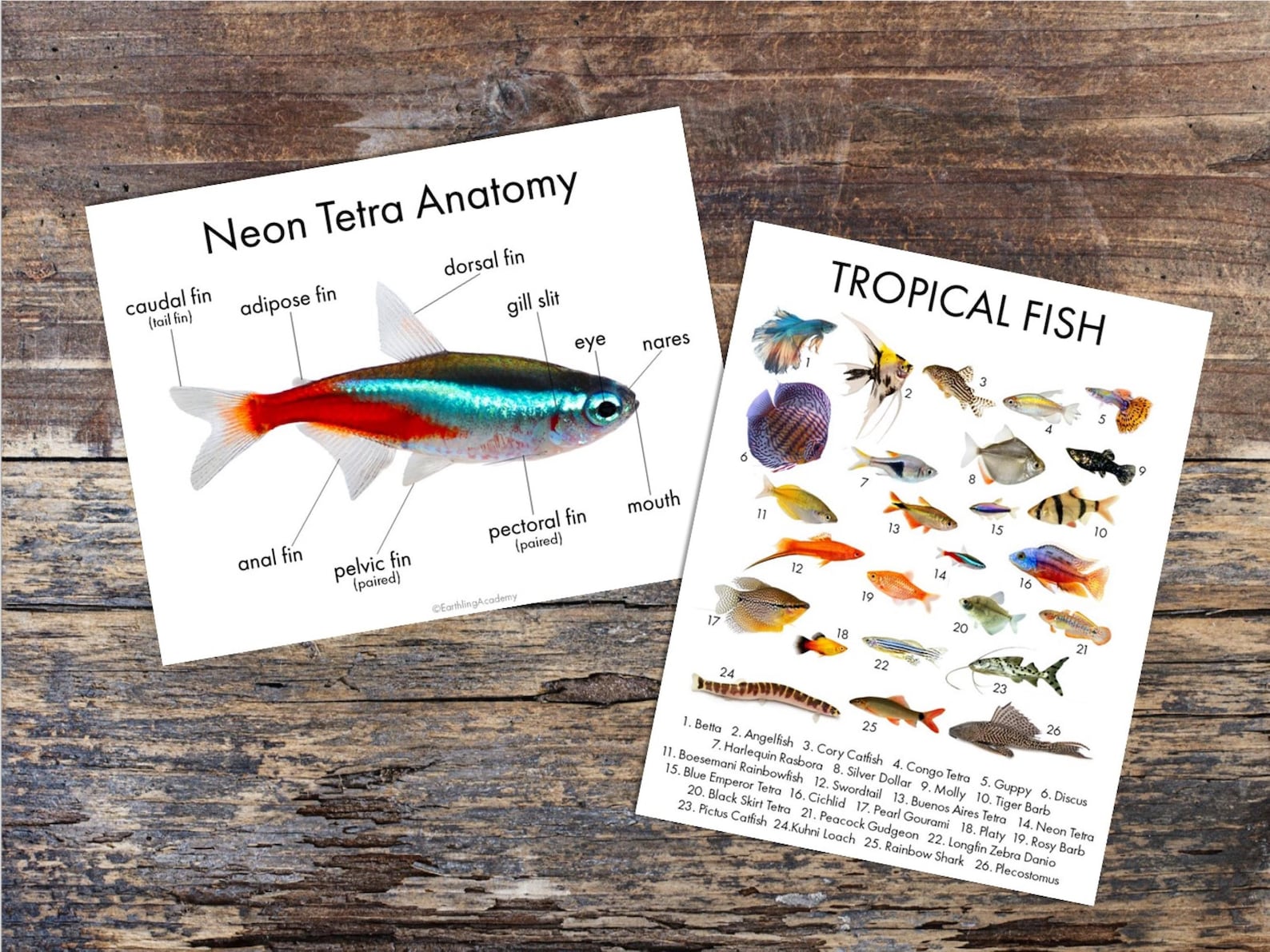 Tropical Fish Printables - Tropical Fish Identification - Anatomy and ...
