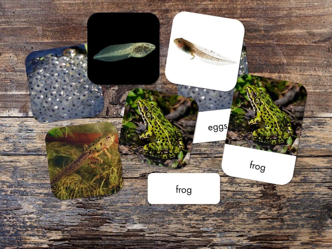 Frog Life Cycle 3-part Card Montessori Card Set - Printable - Digital ...