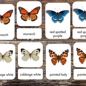 Butterfly Printables - Butterfly Identification - 3 Part Cards ...