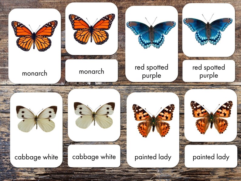 Butterfly Printables - Butterfly Identification - 3 Part Cards ...