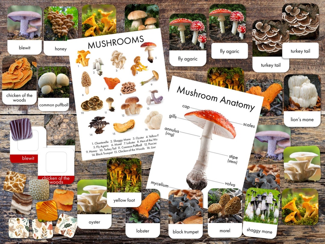 Mushroom Printables - 3 Part Cards - Mushroom Anatomy and ...