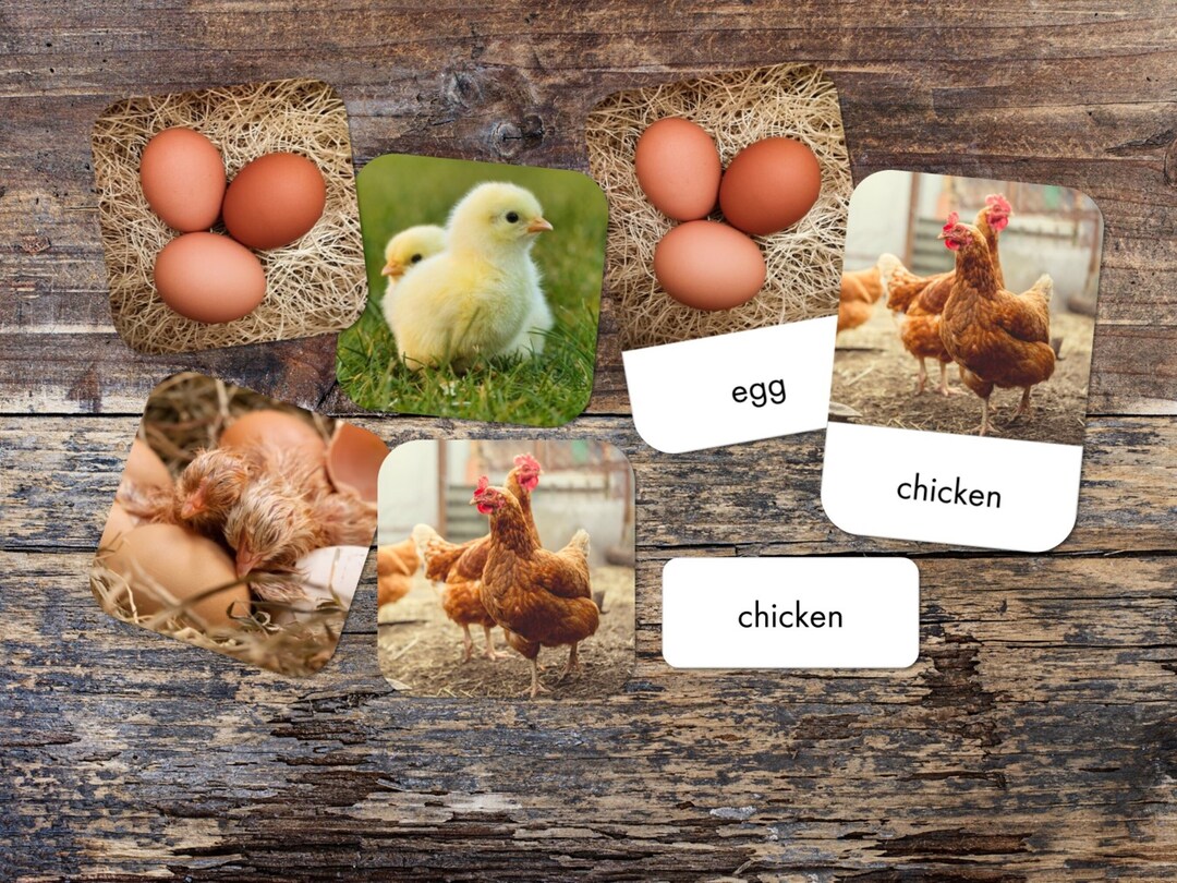 Chicken Life Cycle 3-part Card Montessori Card Set - Printable ...