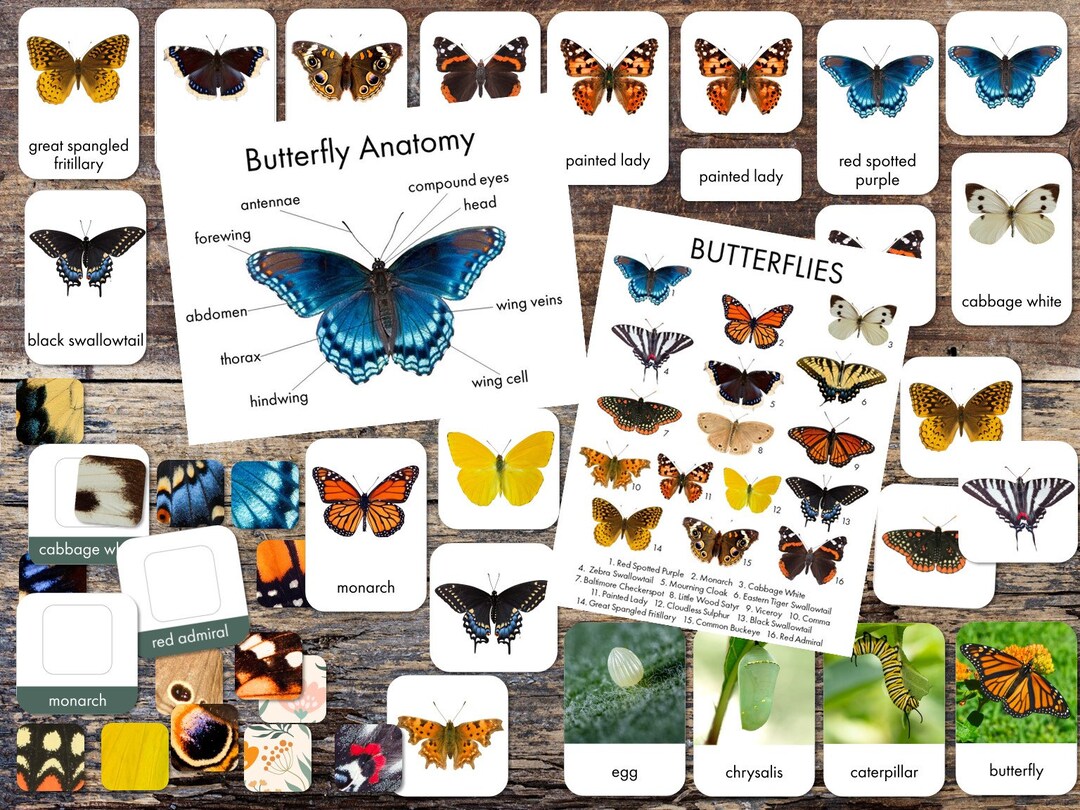 Butterfly Printables - Butterfly Identification - 3 Part Cards ...