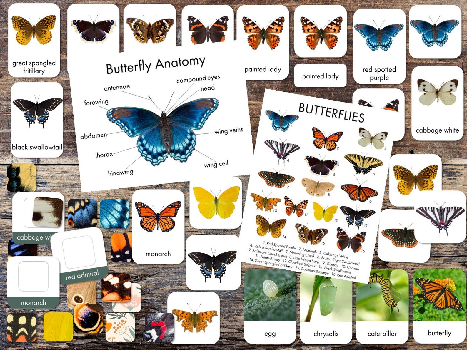 Butterfly Printables - Butterfly Identification - 3 Part Cards ...