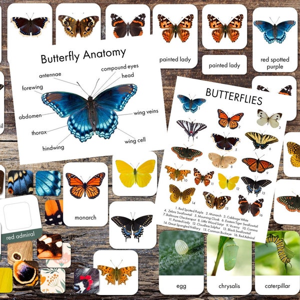 Butterfly Anatomy - Etsy