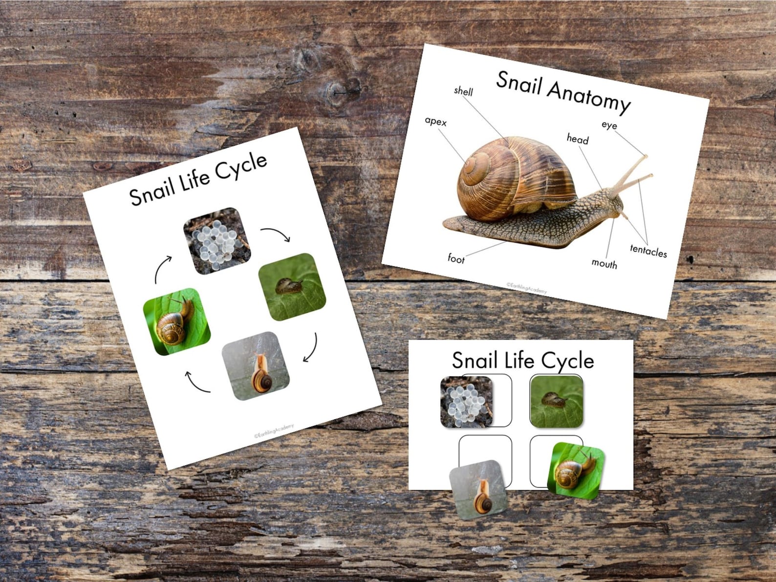 Snail Printables - Snail Fact Cards - Snail Anatomy Poster - Snail Life ...