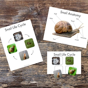 Snail Printables - Snail Fact Cards - Snail Anatomy Poster - Snail Life ...