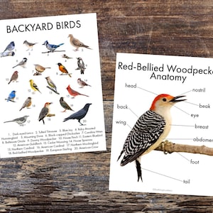 Backyard Bird Printables - Bird Identification - 3 Part Cards - Anatomy ...