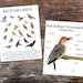 Backyard Bird Printables Bird Identification 3 Part Cards Anatomy and ...
