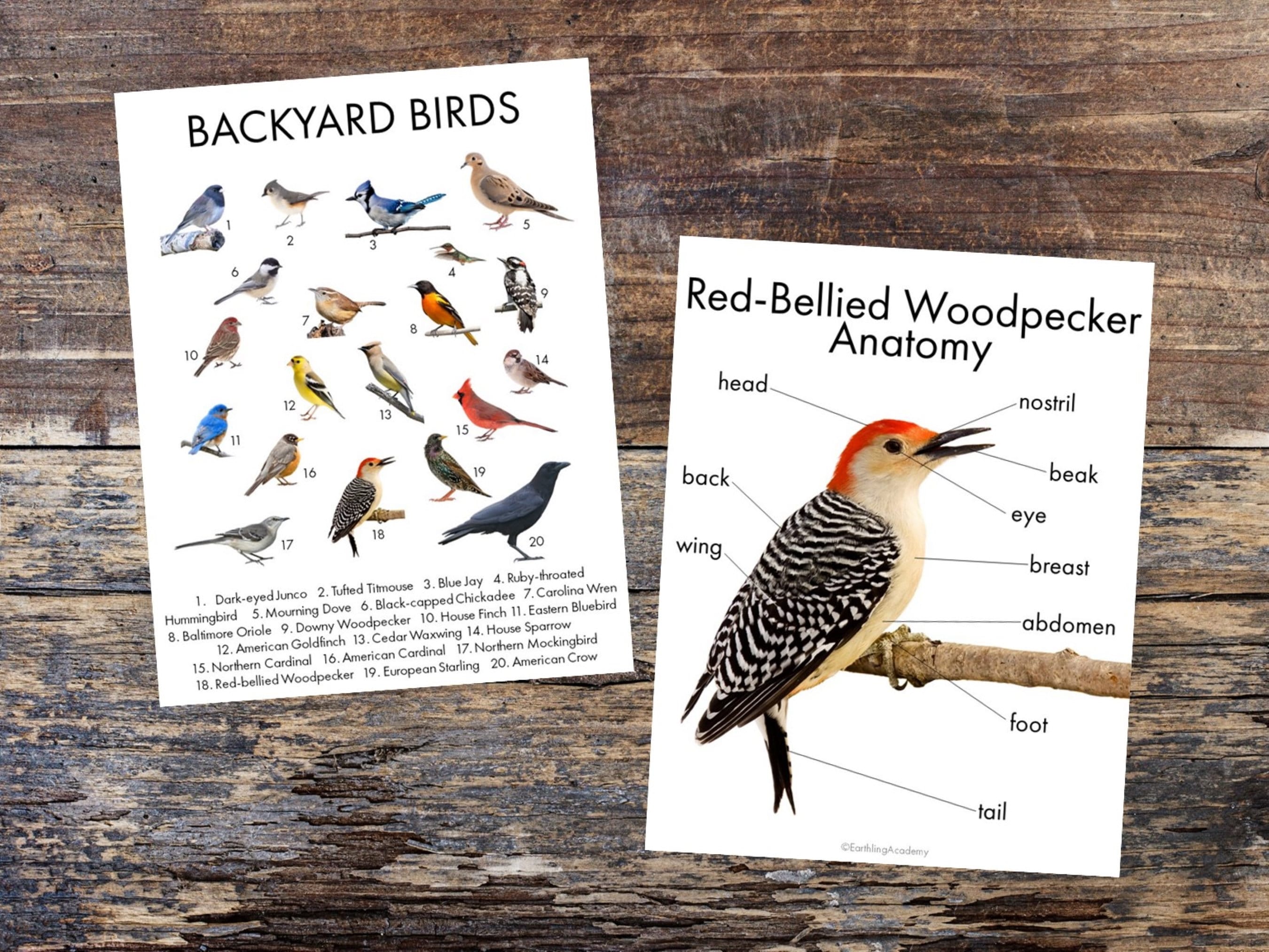Backyard Bird Printables - Bird Identification - 3 Part Cards - Anatomy ...