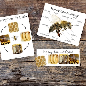 Honey Bee Printables - Honey Bee Fact Cards - Honey Bee Anatomy Poster ...