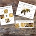 Honey Bee Printables - Honey Bee Fact Cards - Honey Bee Anatomy Poster ...