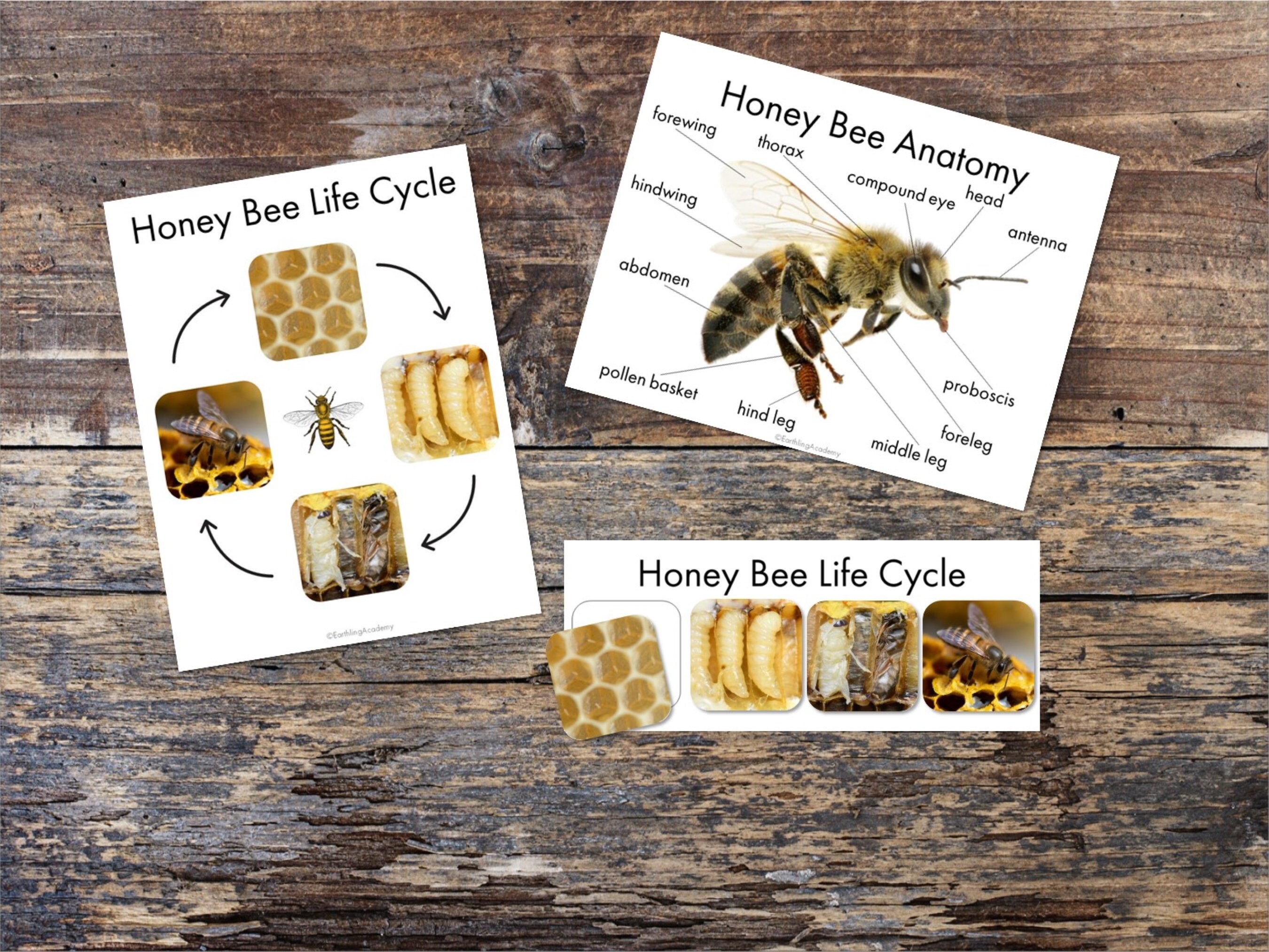 Honey Bee Printables - Honey Bee Fact Cards - Honey Bee Anatomy Poster ...