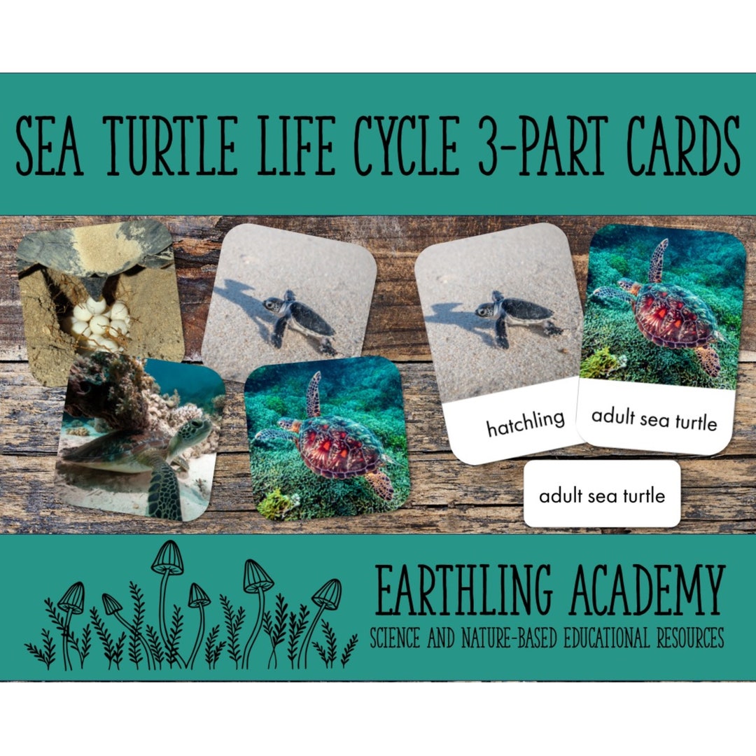 Sea Turtle Life Cycle 3-part Card Montessori Card Set - Etsy
