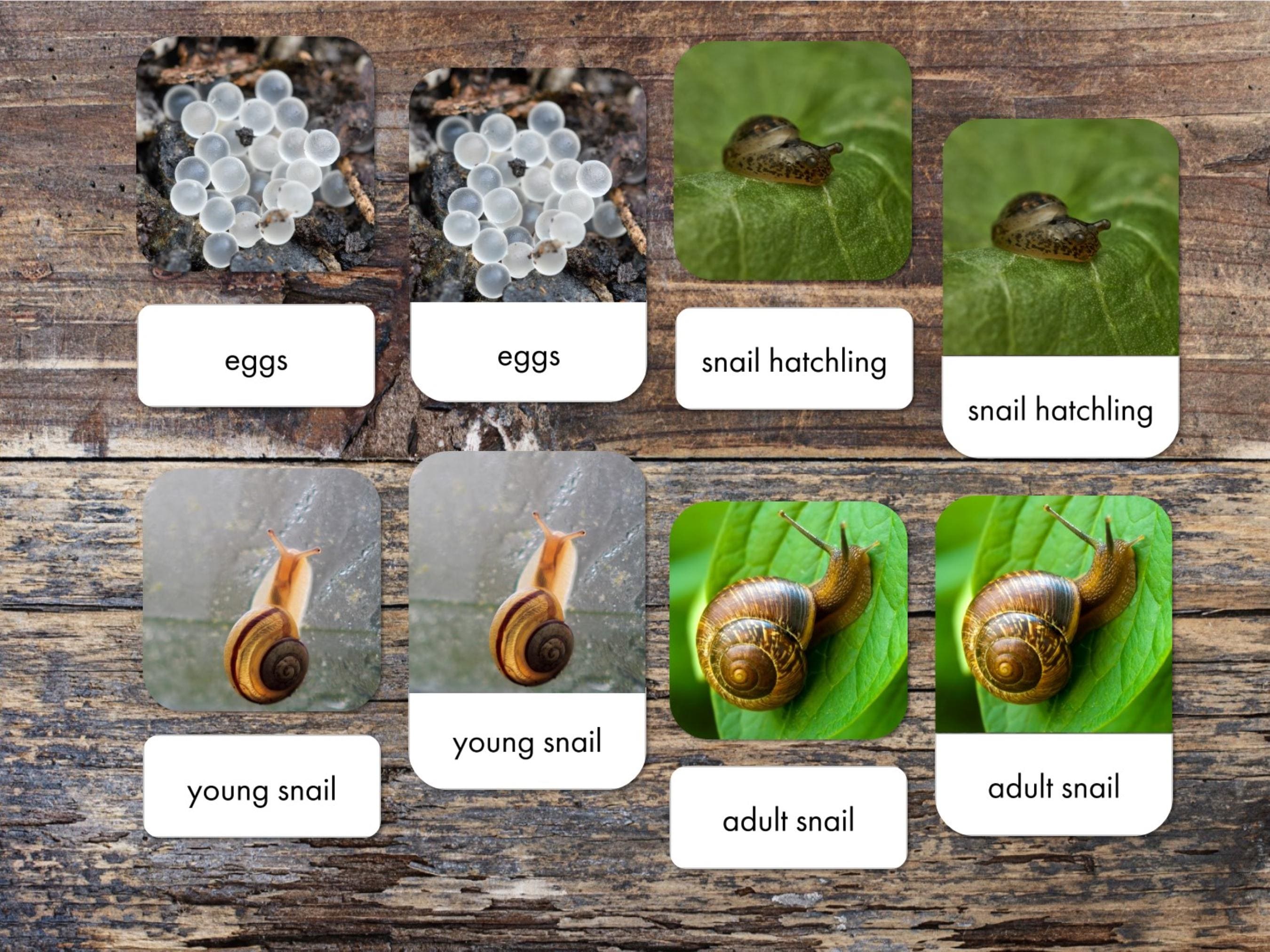 Pouch Snail Life Cycle