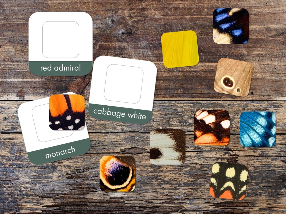 Butterfly Printables - Butterfly Identification - 3 Part Cards ...