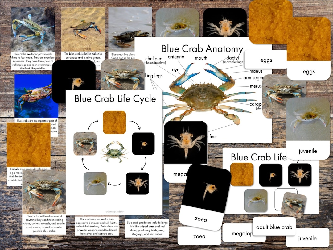 Blue Crab Printables - Blue Crab Fact Cards - Blue Crab Anatomy Poster ...