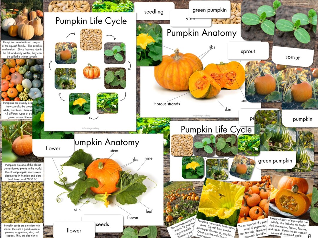 Pumpkin Printables - Pumpkin Fact Cards - Pumpkin Anatomy Posters ...