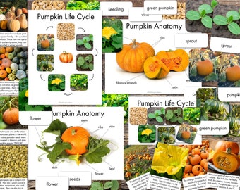 Snail Printables - Snail Fact Cards - Snail Anatomy Poster - Snail Life ...