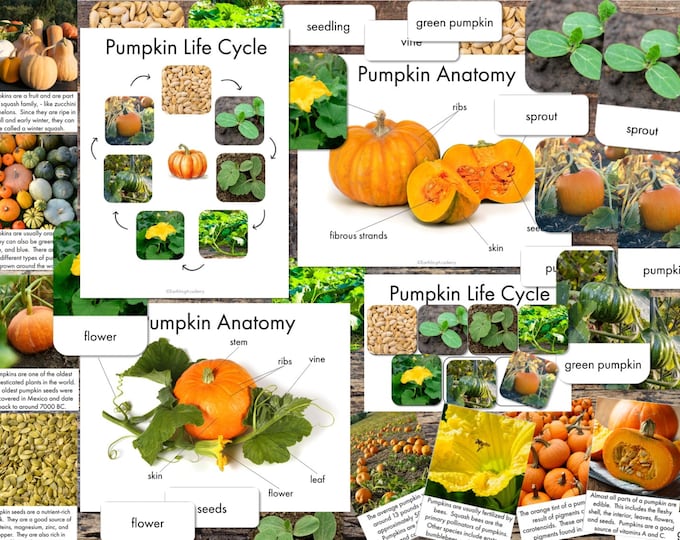 Pumpkin Unit Study, Pumpkin Anatomy and Life Cycle, Pumpkin Varieties ...