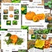 Pumpkin Printables - Pumpkin Fact Cards - Pumpkin Anatomy Posters ...